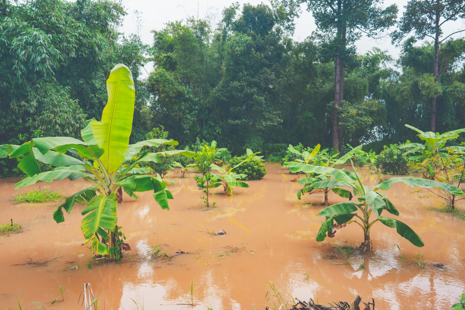Monsoon's Impact on Indian Agriculture | Boosting Growth Despite Global ...