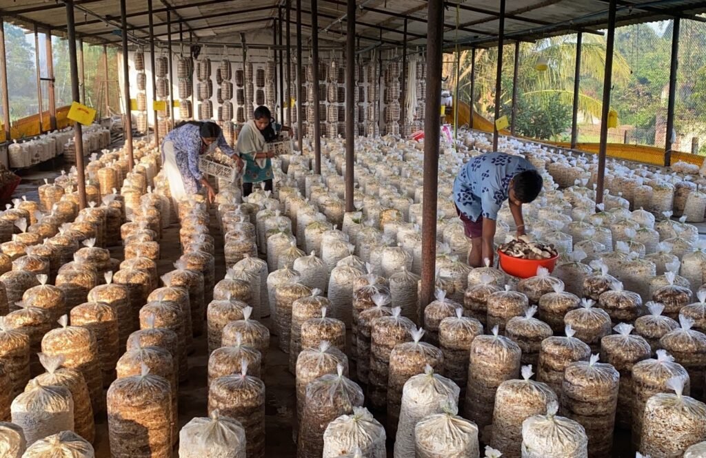 Mushroom Farming in India: A Profitable Agribusiness Opportunity in ...