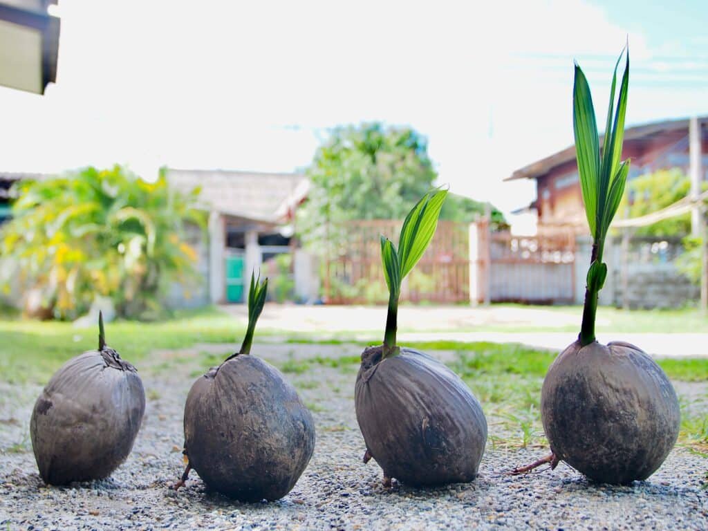 Coconut Farming Guide | How to Start and Profit from Coconut ...