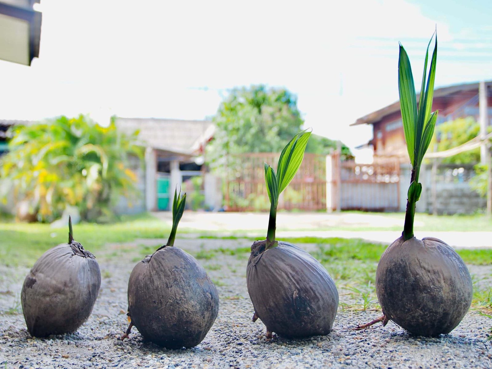 Coconut Farming Guide | How to Start and Profit from Coconut ...