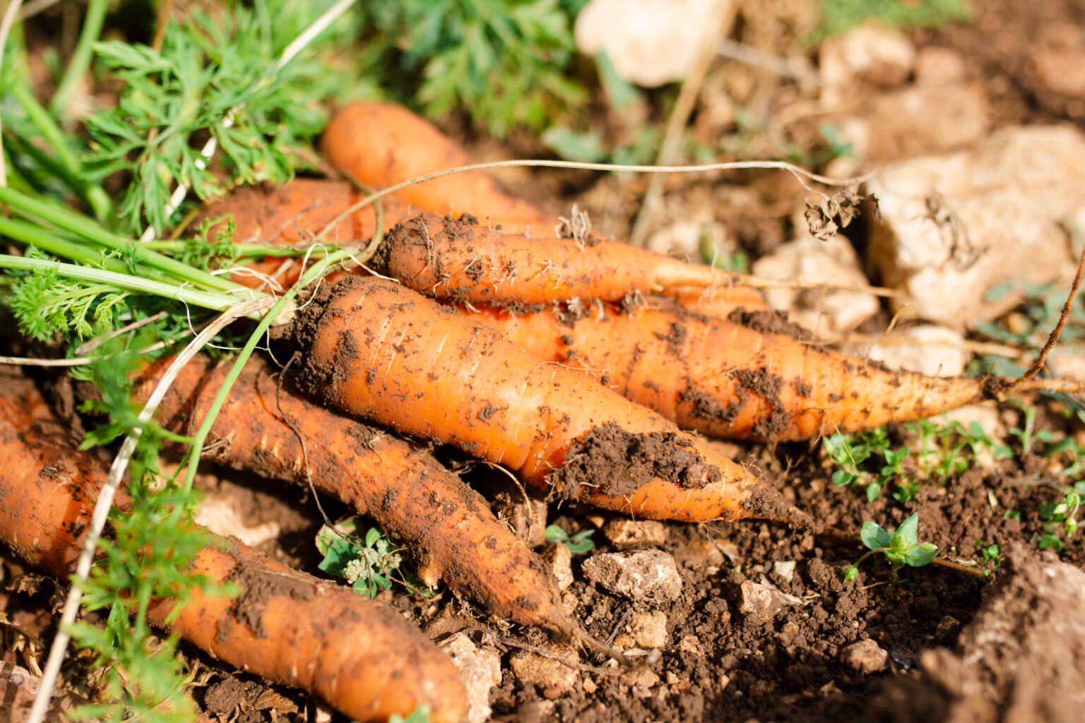Carrot farming in India | A Profitable Root Crop for All Seasons ...