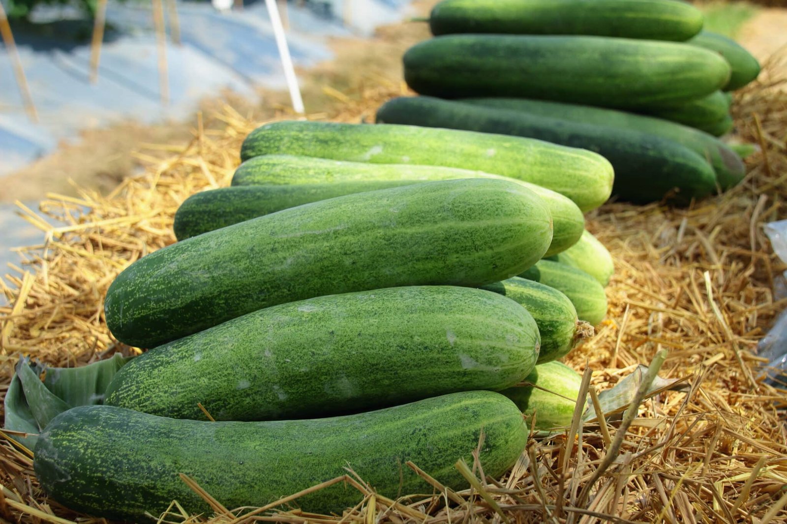 Cucumber Farming in India | A Fast-Growing, Profitable Crop for All ...