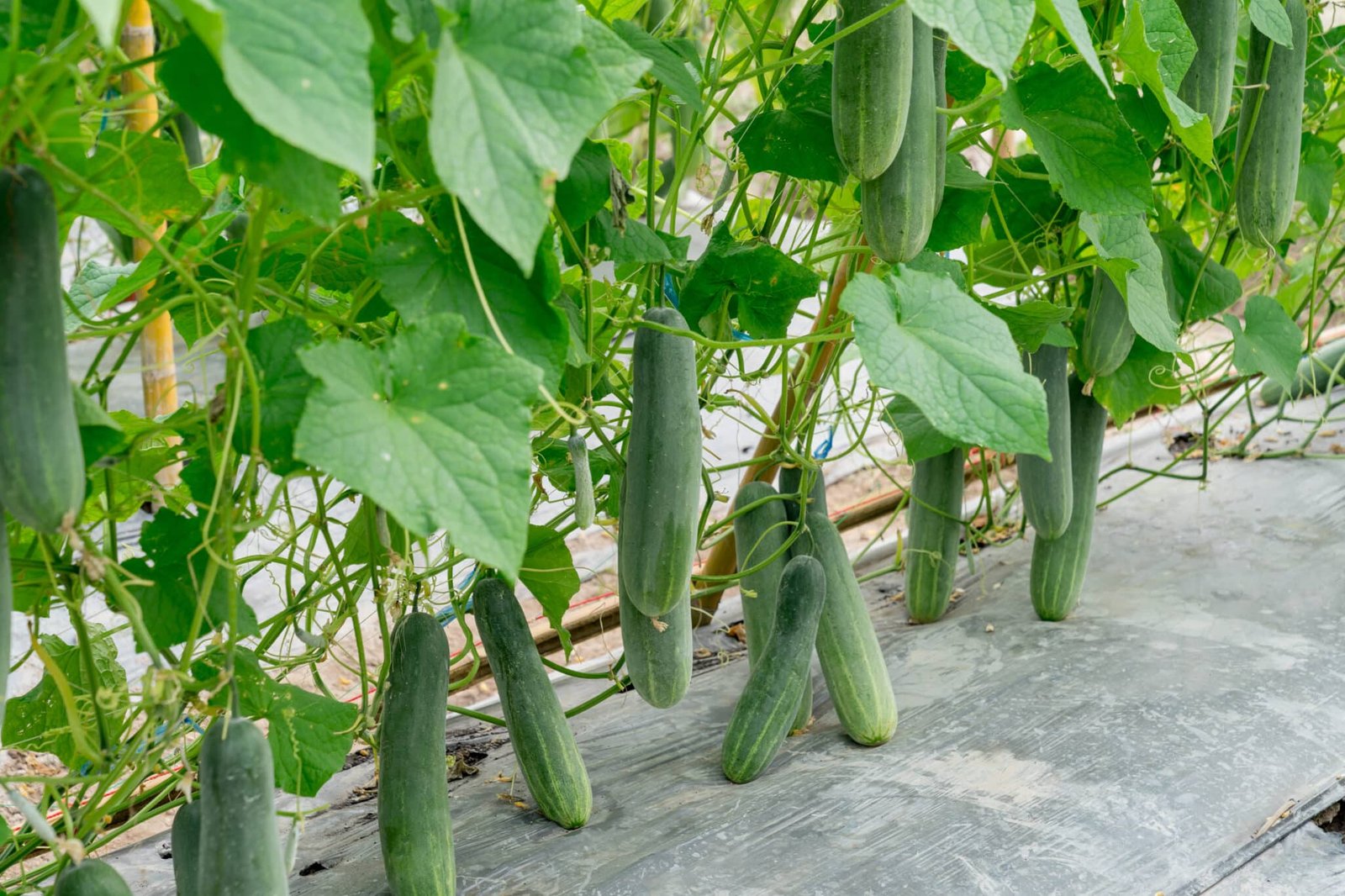 Cucumber Farming in India | A Fast-Growing, Profitable Crop for All ...