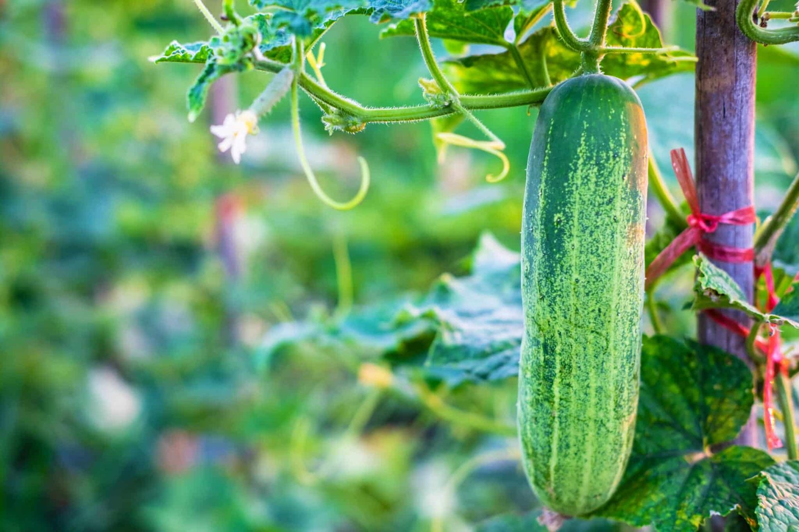 Cucumber Farming in India | A Fast-Growing, Profitable Crop for All ...