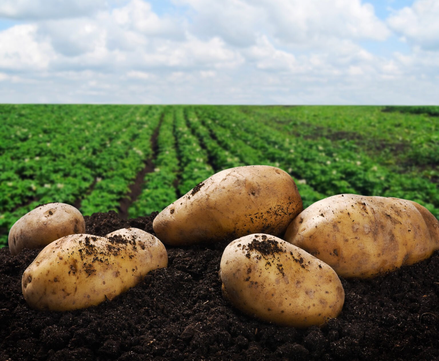 Potato Cultivation in India | A Profitable Tuber Crop for Every Season ...